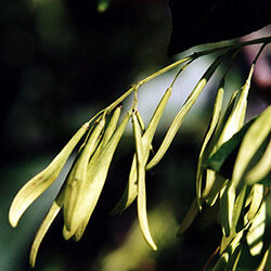 Green Ash | Central Park Conservancy