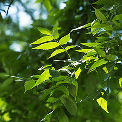 Green Ash | Central Park Conservancy