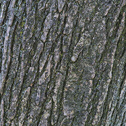 Japanese Tree Lilac | Central Park Conservancy