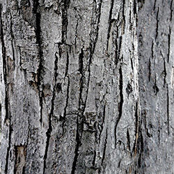 Katsura | Central Park Conservancy