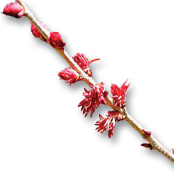 Katsura | Central Park Conservancy