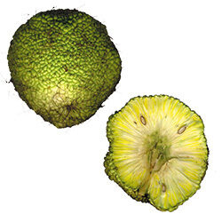 Osage Orange | Central Park Conservancy