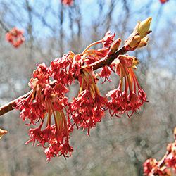 Red Maple | Central Park Conservancy