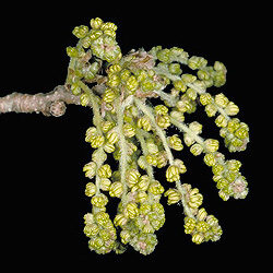 Sawtooth Oak | Central Park Conservancy