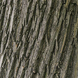 Schwedler Norway Maple | Central Park Conservancy