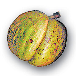 Shagbark Hickory | Central Park Conservancy