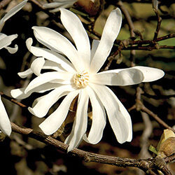 Star Magnolia | Central Park Conservancy
