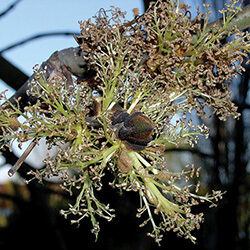 White Ash | Central Park Conservancy
