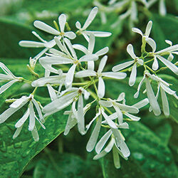 Chinese Fringetree | Central Park Conservancy