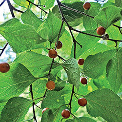 Common Hackberry | Central Park Conservancy