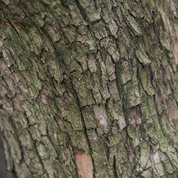 Cornelian Cherry Dogwood | Central Park Conservancy