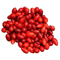 Cornelian Cherry Dogwood | Central Park Conservancy