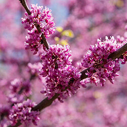 Eastern Redbud | Central Park Conservancy