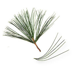 Eastern White Pine | Central Park Conservancy