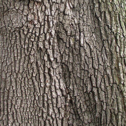 English Elm | Central Park Conservancy