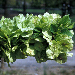 English Elm | Central Park Conservancy