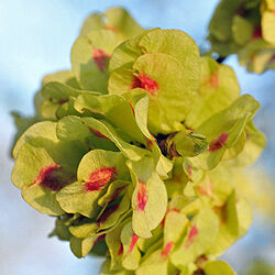 English Elm | Central Park Conservancy