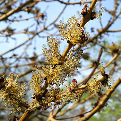 European Ash | Central Park Conservancy