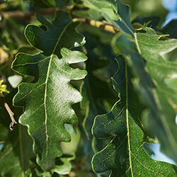 European Turkey Oak | Central Park Conservancy
