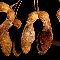 Sugar Maple | Central Park Conservancy