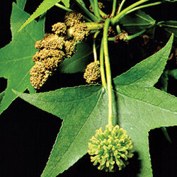 Sweetgum | Central Park Conservancy