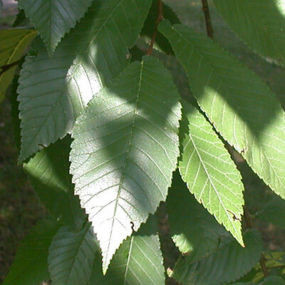 English Elm | Central Park Conservancy