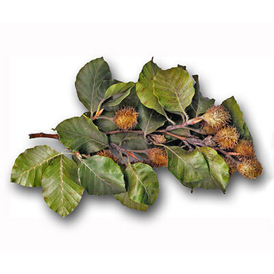 European Beech | Central Park Conservancy