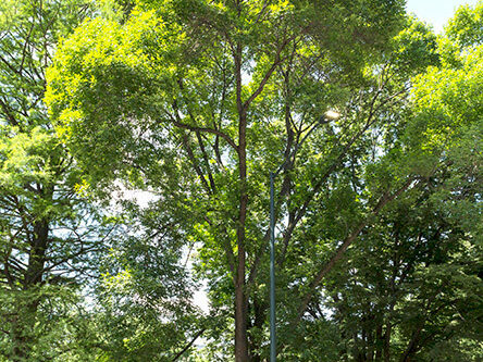 Schwedler Norway Maple | Central Park Conservancy