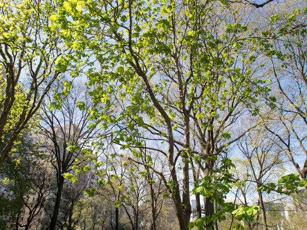 American Elm | Central Park Conservancy