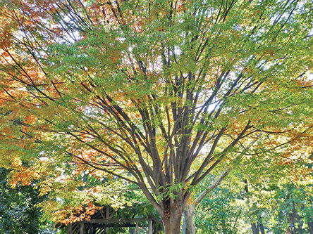 American Sycamore | Central Park Conservancy