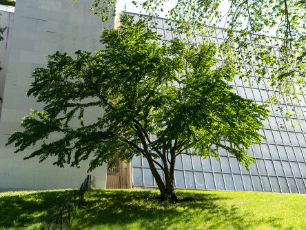 Schwedler Norway Maple | Central Park Conservancy