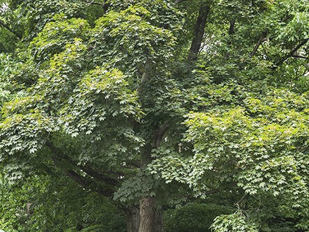 Hedge Maple | Central Park Conservancy