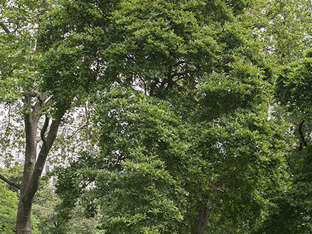 American Elm | Central Park Conservancy