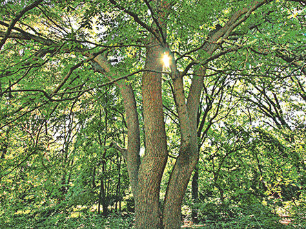 Tulip Tree (Tulip Poplar) | Central Park Conservancy