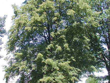 American Elm | Central Park Conservancy