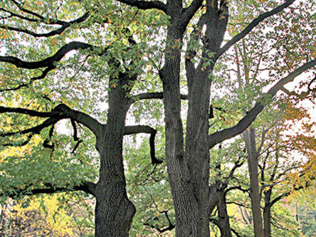 Sugar Maple | Central Park Conservancy