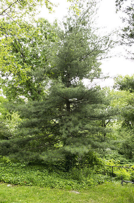 Scotch Pine | Central Park Conservancy
