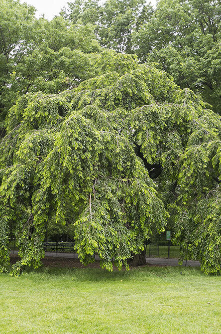 Weeping Higan Cherry | Central Park Conservancy