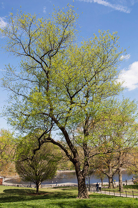 Black Cherry | Central Park Conservancy