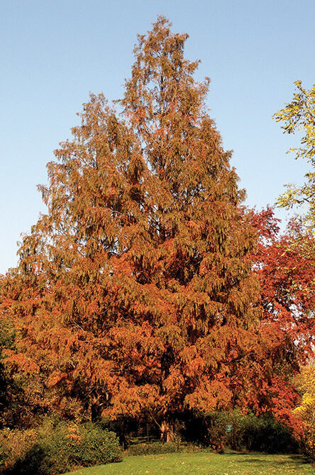 Dawn Redwood | Central Park Conservancy