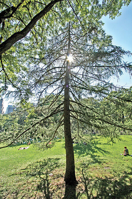 European Larch | Central Park Conservancy