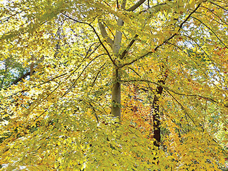 Hedge Maple | Central Park Conservancy