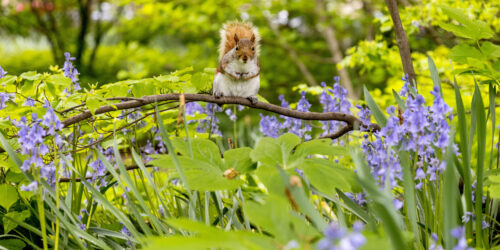Getting to Know Central Park’s Squirrels | Central Park Conservancy