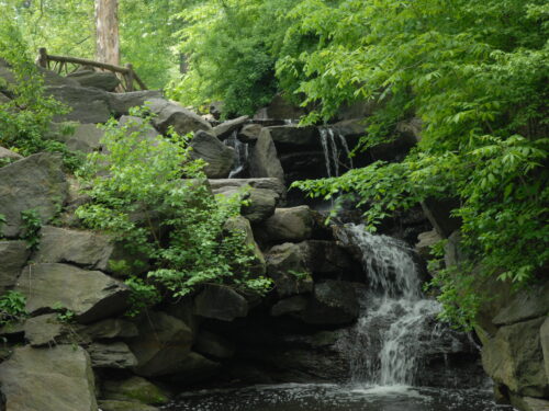 The Ravine | Central Park Conservancy