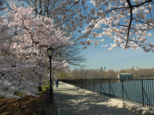 Reservoir | Central Park Conservancy