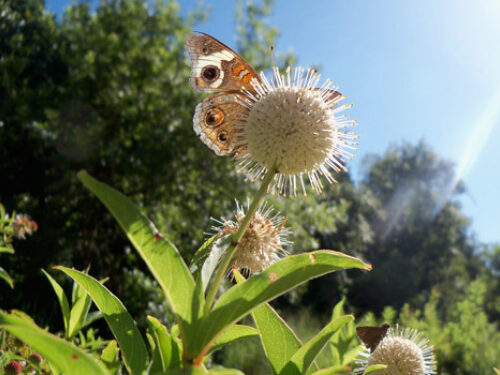 Great Laurel | Central Park Conservancy