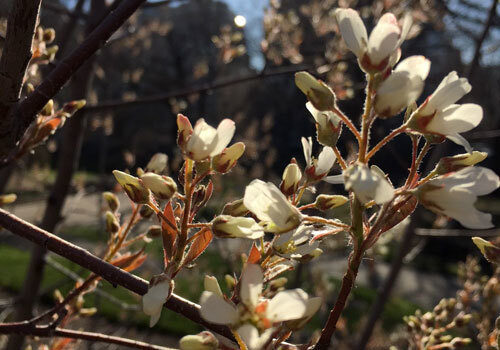 Shadbush | Central Park Conservancy