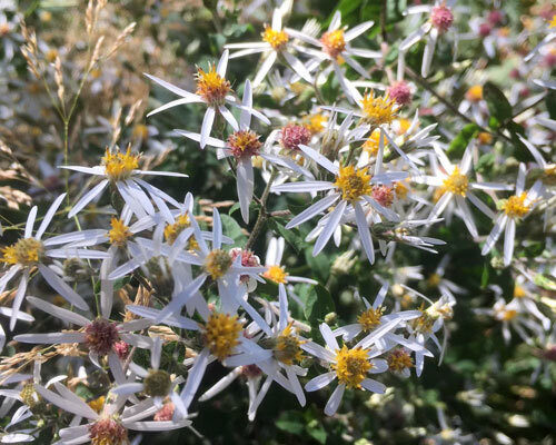 White Wood Aster | Central Park Conservancy