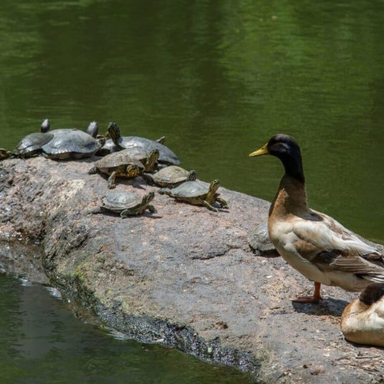 Turtle Pond | Central Park Conservancy
