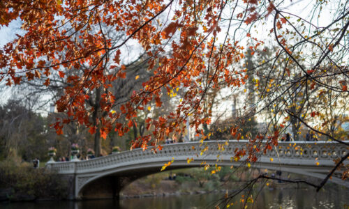 Guide to Fall Foliage in Central Park | Central Park Conservancy